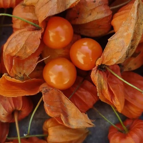 菇鸟功效与作用_菇鸟怎么吃好-第3张图片-山城妙识 菇鸟功效与作用_菇鸟怎么吃好-第3张图片-山城妙识