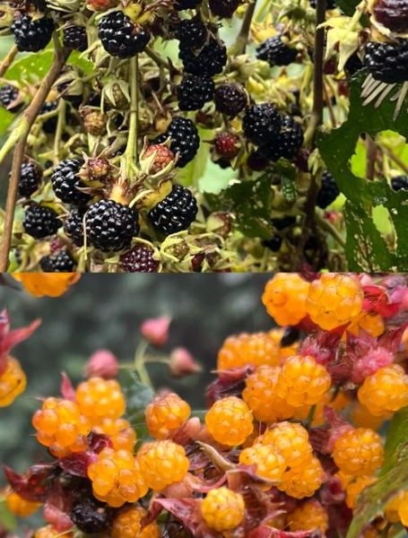 野生树莓的功效与作用_野生树莓怎么吃最好-第1张图片-山城妙识 野生树莓的功效与作用_野生树莓怎么吃最好-第1张图片-山城妙识