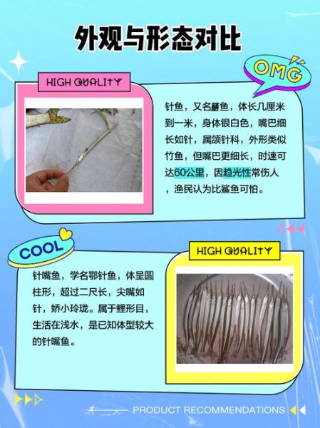 针鱼和针嘴鱼的区别_如何快速分辨针鱼与针嘴鱼-第1张图片-山城妙识 针鱼和针嘴鱼的区别_如何快速分辨针鱼与针嘴鱼-第1张图片-山城妙识