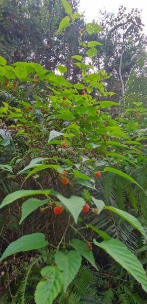 野生树莓的功效与作用_野生树莓怎么吃最好-第2张图片-山城妙识 野生树莓的功效与作用_野生树莓怎么吃最好-第2张图片-山城妙识