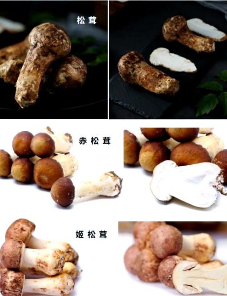 松树蘑菇种类大全_如何区分松蘑与松茸-第1张图片-山城妙识 松树蘑菇种类大全_如何区分松蘑与松茸-第1张图片-山城妙识