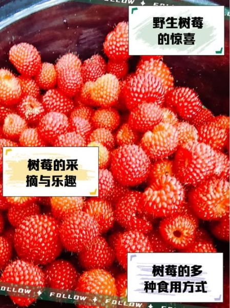 野生树莓的功效与作用_野生树莓怎么吃最好-第3张图片-山城妙识 野生树莓的功效与作用_野生树莓怎么吃最好-第3张图片-山城妙识
