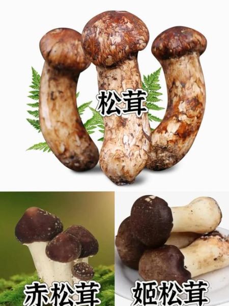 松树蘑菇种类大全_如何区分松蘑与松茸-第3张图片-山城妙识 松树蘑菇种类大全_如何区分松蘑与松茸-第3张图片-山城妙识