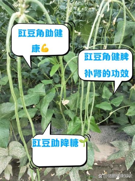 豇豆的功效与作用禁忌_豇豆不能和什么一起吃-第3张图片-山城妙识