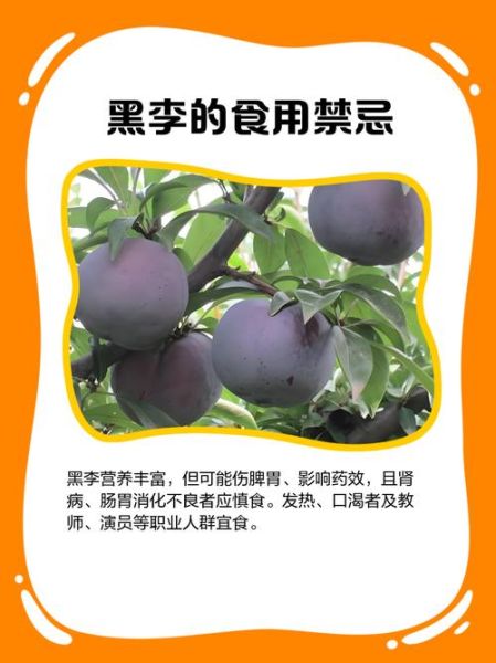 黑李子能减肥吗_黑李子功效与作用禁忌-第2张图片-山城妙识 黑李子能减肥吗_黑李子功效与作用禁忌-第2张图片-山城妙识