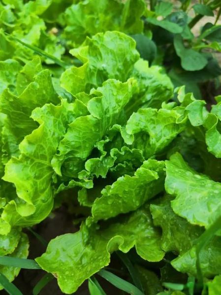 蔬菜图片高清大图_如何拍摄蔬菜高清大图-第1张图片-山城妙识 蔬菜图片高清大图_如何拍摄蔬菜高清大图-第1张图片-山城妙识