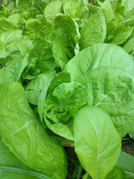 蔬菜图片高清大图_如何拍摄蔬菜高清大图-第2张图片-山城妙识 蔬菜图片高清大图_如何拍摄蔬菜高清大图-第2张图片-山城妙识