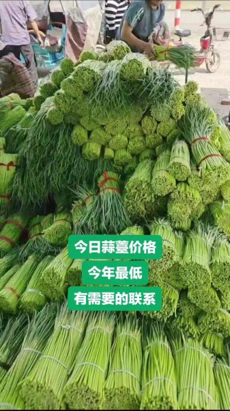 蒜薹价格多少钱一斤_蒜薹什么时候最便宜-第3张图片-山城妙识 蒜薹价格多少钱一斤_蒜薹什么时候最便宜-第3张图片-山城妙识