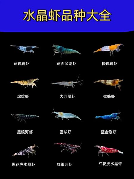 虾的种类图片大全大图_如何区分常见虾品种-第2张图片-山城妙识