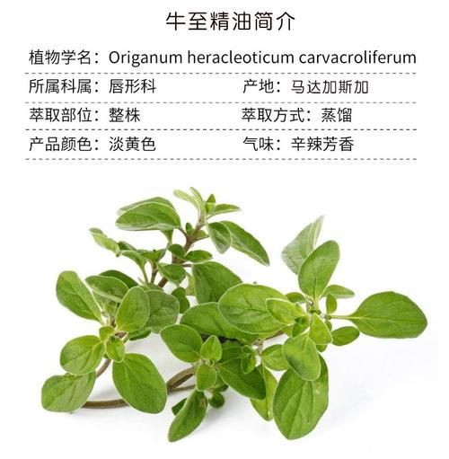 牛至油的功效与作用_牛至油怎么用效果最好-第3张图片-山城妙识 牛至油的功效与作用_牛至油怎么用效果最好-第3张图片-山城妙识