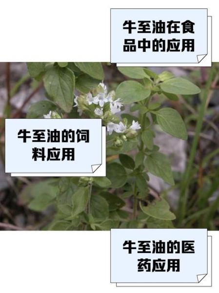 牛至油的功效与作用_牛至油怎么用效果最好-第1张图片-山城妙识 牛至油的功效与作用_牛至油怎么用效果最好-第1张图片-山城妙识