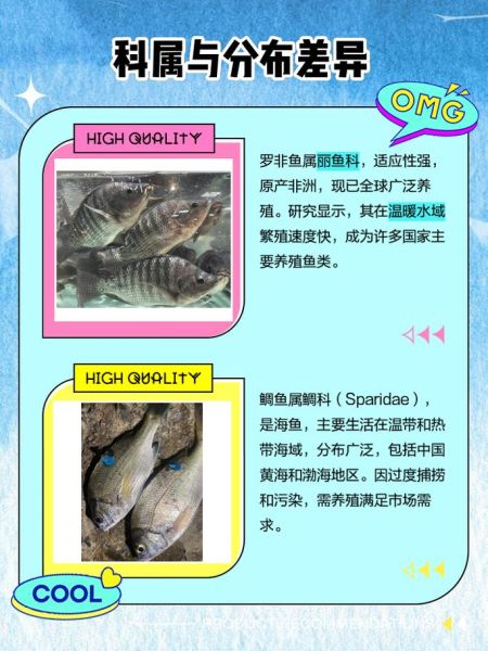 花雕鱼和罗非鱼的区别_花雕鱼是罗非鱼吗-第1张图片-山城妙识