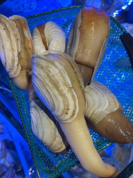 象拔蚌进了我的扇贝海星_能一起养吗-第1张图片-山城妙识 象拔蚌进了我的扇贝海星_能一起养吗-第1张图片-山城妙识