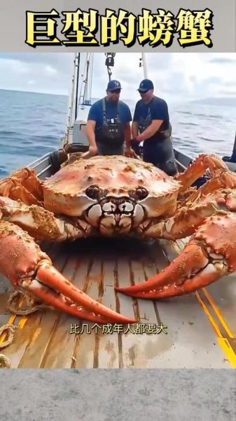 巨型螃蟹电影有哪些_为什么让人害怕-第3张图片-山城妙识