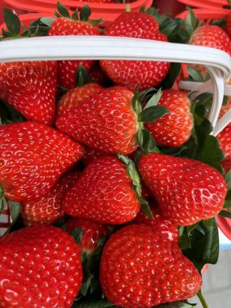 草莓多少钱一斤_2024草莓价格走势-第2张图片-山城妙识 草莓多少钱一斤_2024草莓价格走势-第2张图片-山城妙识