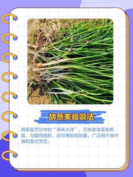 胡葱和香葱的区别_胡葱怎么保存-第2张图片-山城妙识 胡葱和香葱的区别_胡葱怎么保存-第2张图片-山城妙识