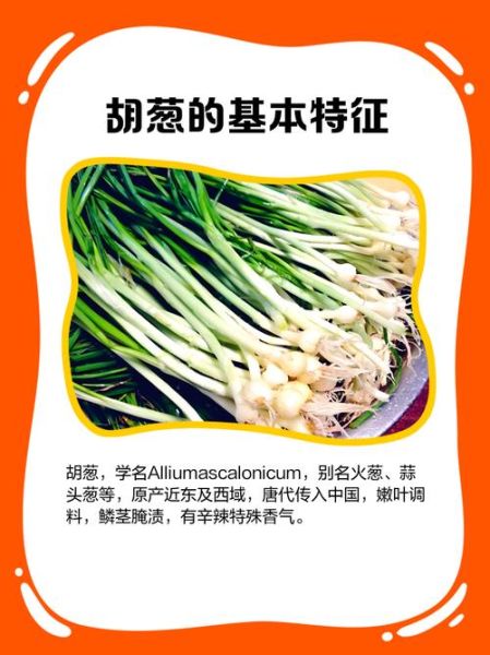 胡葱和香葱的区别_胡葱怎么保存-第3张图片-山城妙识 胡葱和香葱的区别_胡葱怎么保存-第3张图片-山城妙识