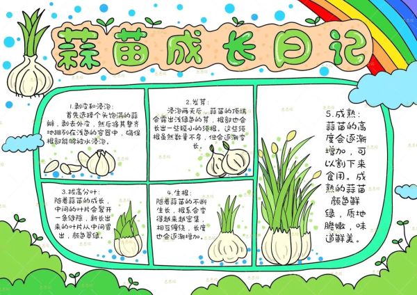 蒜苗七天生长过程_蒜苗多久能长出来-第2张图片-山城妙识 蒜苗七天生长过程_蒜苗多久能长出来-第2张图片-山城妙识