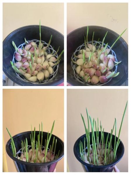 蒜苗七天生长过程_蒜苗多久能长出来-第3张图片-山城妙识 蒜苗七天生长过程_蒜苗多久能长出来-第3张图片-山城妙识