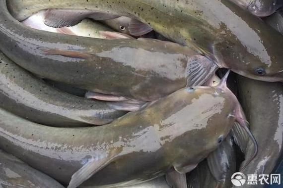 鮰鱼多少钱一斤2021_鮰鱼市场价是多少-第1张图片-山城妙识 鮰鱼多少钱一斤2021_鮰鱼市场价是多少-第1张图片-山城妙识