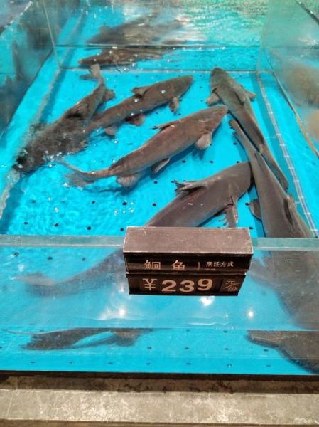 鮰鱼多少钱一斤2021_鮰鱼市场价是多少-第2张图片-山城妙识 鮰鱼多少钱一斤2021_鮰鱼市场价是多少-第2张图片-山城妙识