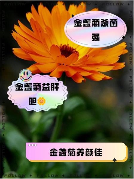 金盏菊的功效与作用_金盏菊泡水喝有什么禁忌-第2张图片-山城妙识 金盏菊的功效与作用_金盏菊泡水喝有什么禁忌-第2张图片-山城妙识