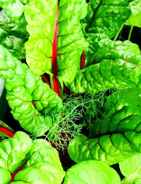 莙达菜怎么炒好吃_莙达菜的做法大全-第1张图片-山城妙识 莙达菜怎么炒好吃_莙达菜的做法大全-第1张图片-山城妙识