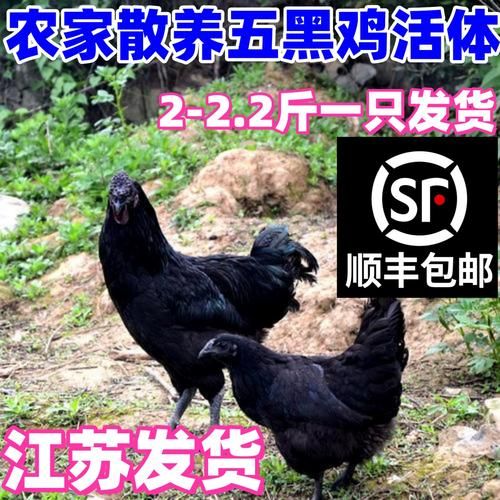 乌骨鸡和五黑鸡的区别_哪个更营养-第3张图片-山城妙识