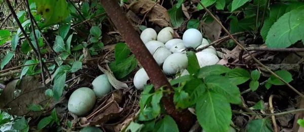 乌骨鸡和五黑鸡的区别_哪个更营养-第1张图片-山城妙识