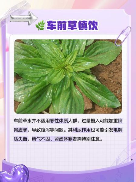 车前草泡水喝的禁忌_车前草副作用有哪些-第3张图片-山城妙识