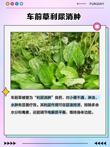 车前草泡水喝的禁忌_车前草副作用有哪些-第2张图片-山城妙识