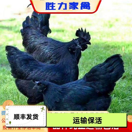 乌骨鸡和五黑鸡的区别_哪个更营养-第2张图片-山城妙识