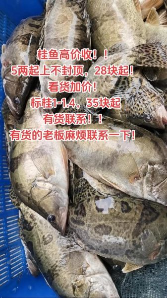 鳜鱼怎么读_鳜鱼多少钱一斤-第2张图片-山城妙识 鳜鱼怎么读_鳜鱼多少钱一斤-第2张图片-山城妙识