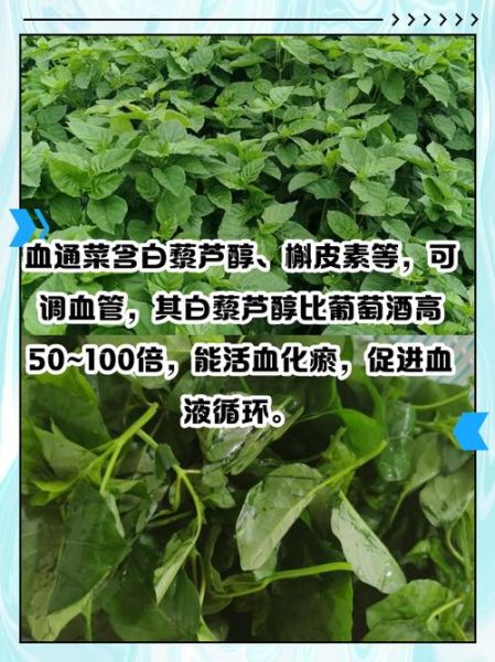 蕹菜怎么种_蕹菜的营养价值-第1张图片-山城妙识 蕹菜怎么种_蕹菜的营养价值-第1张图片-山城妙识