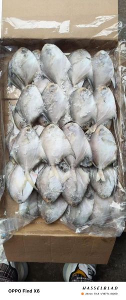 鲳鱼多少钱一斤_鲳鱼价格为什么差异大-第1张图片-山城妙识 鲳鱼多少钱一斤_鲳鱼价格为什么差异大-第1张图片-山城妙识