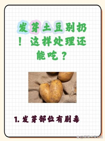土豆发芽可以吃吗_土豆发芽了怎么处理-第2张图片-山城妙识 土豆发芽可以吃吗_土豆发芽了怎么处理-第2张图片-山城妙识