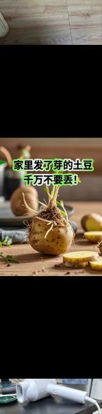 土豆发芽可以吃吗_土豆发芽了怎么处理-第3张图片-山城妙识 土豆发芽可以吃吗_土豆发芽了怎么处理-第3张图片-山城妙识