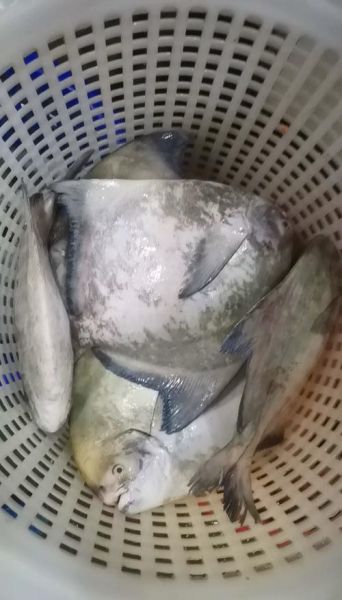 鲳鱼多少钱一斤_鲳鱼价格为什么差异大-第2张图片-山城妙识 鲳鱼多少钱一斤_鲳鱼价格为什么差异大-第2张图片-山城妙识