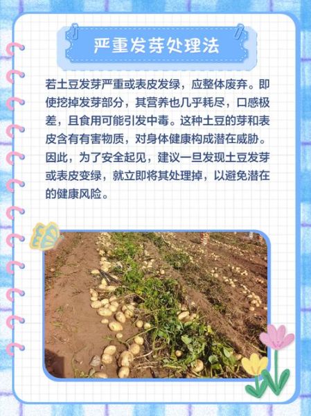 土豆发芽可以吃吗_土豆发芽了怎么处理-第1张图片-山城妙识 土豆发芽可以吃吗_土豆发芽了怎么处理-第1张图片-山城妙识