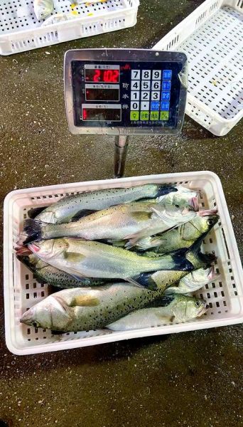 淡水鲈鱼多少钱一斤_淡水鲈鱼价格走势-第2张图片-山城妙识 淡水鲈鱼多少钱一斤_淡水鲈鱼价格走势-第2张图片-山城妙识