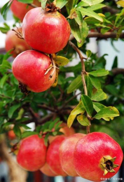 秋天有哪些水果成熟_秋季应季水果推荐-第3张图片-山城妙识