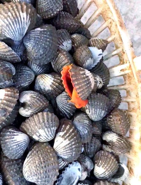 血蛤要热水煮多久_血蛤焯水几分钟才熟-第3张图片-山城妙识