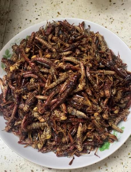 油炸蚂蚱怎么做才酥脆_油炸蚂蚱能吃吗-第1张图片-山城妙识