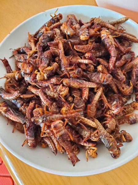 油炸蚂蚱怎么做才酥脆_油炸蚂蚱能吃吗-第2张图片-山城妙识