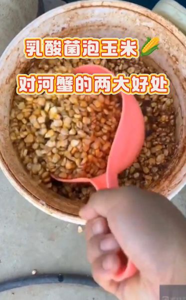 河蟹在家怎么养不死_河蟹养殖新手常见问题-第2张图片-山城妙识