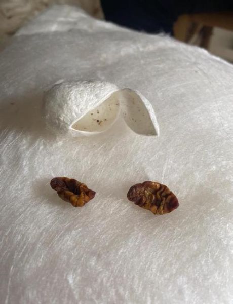 蚕茧拼音怎么拼_蚕茧拼音声调怎么读-第1张图片-山城妙识 蚕茧拼音怎么拼_蚕茧拼音声调怎么读-第1张图片-山城妙识