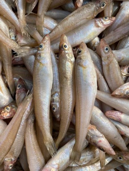 沙丁鱼星球是什么_沙丁鱼星球怎么玩-第2张图片-山城妙识 沙丁鱼星球是什么_沙丁鱼星球怎么玩-第2张图片-山城妙识