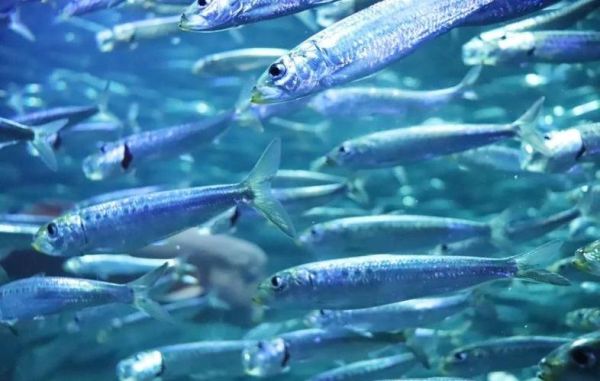 沙丁鱼星球是什么_沙丁鱼星球怎么玩-第1张图片-山城妙识 沙丁鱼星球是什么_沙丁鱼星球怎么玩-第1张图片-山城妙识