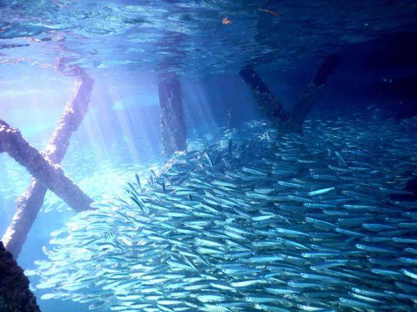 沙丁鱼星球是什么_沙丁鱼星球怎么玩-第3张图片-山城妙识 沙丁鱼星球是什么_沙丁鱼星球怎么玩-第3张图片-山城妙识