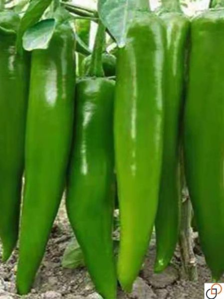 青椒图片大全_青椒有哪些品种-第3张图片-山城妙识 青椒图片大全_青椒有哪些品种-第3张图片-山城妙识